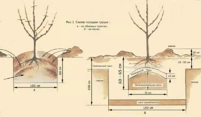 Gellyg Cof Yakovlev: disgrifiad amrywiaeth, ffotograffau, adolygiadau 184_8