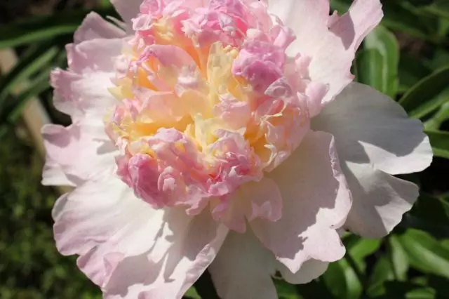 Peony Ազնվամորի կիրակի (Raspberry Sundae). Լուսանկար, տնկում և խնամք 1851_1