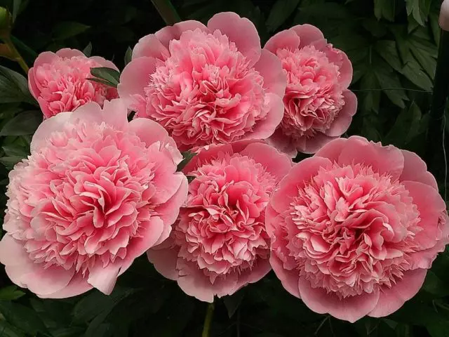 Peony Raspberry Sunday (Raspberry Sundae): ფოტო, დარგვა და მოვლა 1851_2