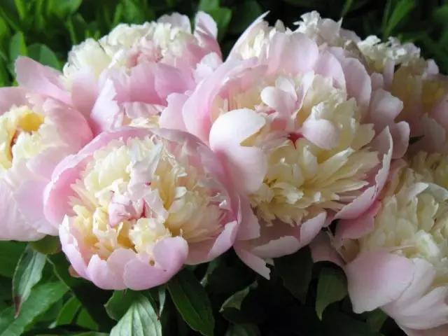 Peony Raspberry Sunday (Raspberry Sundae): foto, penanaman dan penjagaan 1851_3