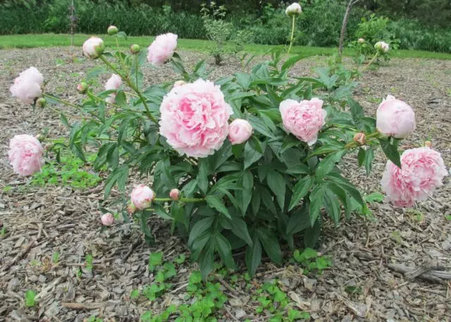 Peony Raspberry Sunday (Raspberry Sundae): сүрөт, отургузуу жана кам көрүү 1851_5