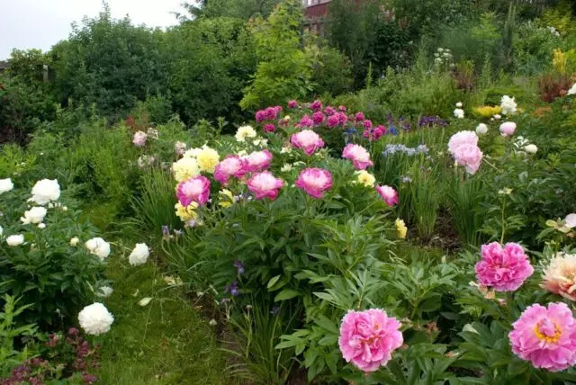 Peony Raspberry Sunday (Raspberry Sundae): foto, penanaman dan penjagaan 1851_6