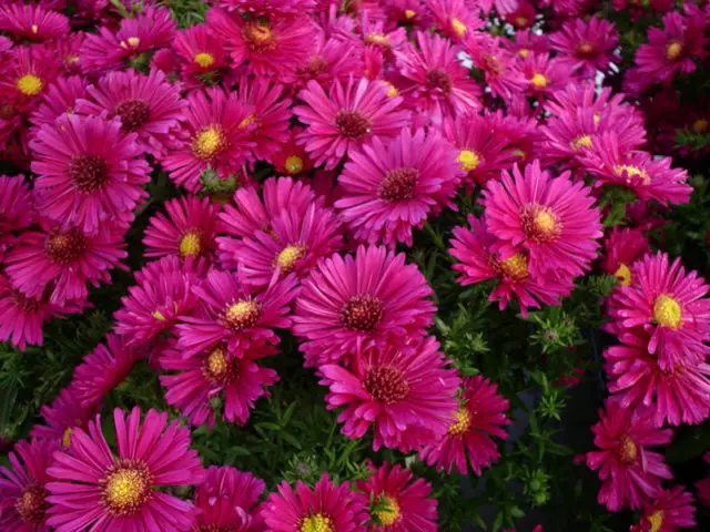 Aster shrub Jenny (Jenny): tshuaj xyuas, duab thiab piav qhia ntawm ntau yam, luam tawm 1855_1