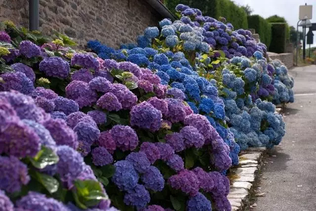 Se cobre a hortensia no inverno 1871_1