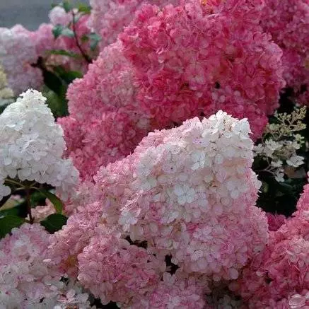 Se cobre a hortensia no inverno 1871_3