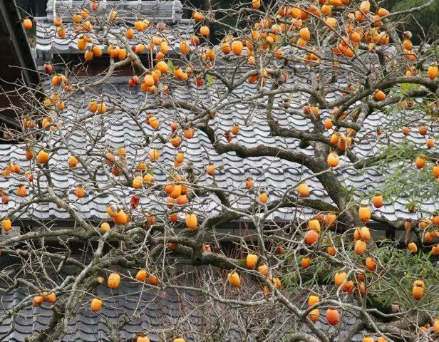 Was kann man zu Hause Kaki pflanzen: an welchem ​​Baum und wie