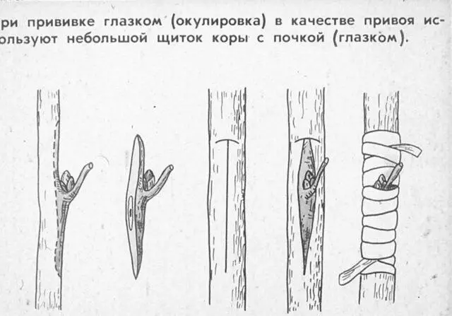 Mit ültethet datolyaszilva otthon: melyik fára és hogyan 187_16