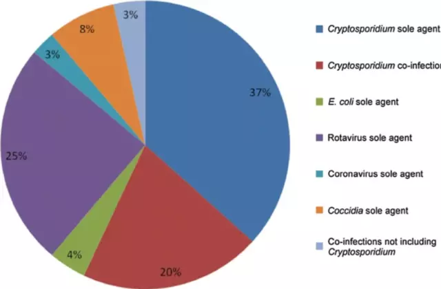 Cryptosporidiosis amin'ny zanak'omby: aretina, soritr'aretina, fitsaboana 1890_1