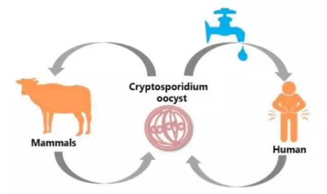 Cryptosporidiosis amin'ny zanak'omby: aretina, soritr'aretina, fitsaboana 1890_4