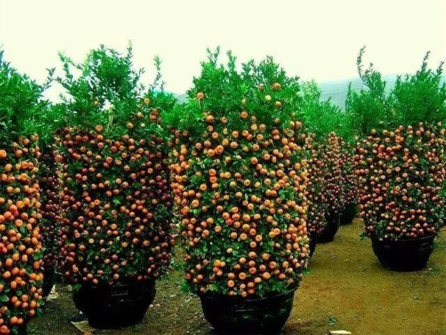 Osan tabi tangerine: eyiti o dara julọ, kini iyatọ, nibiti awọn vitamin diẹ sii wa, fọto 189_2