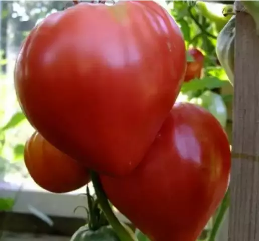 Pomidorų tinginys: aprašymas, nuotrauka, apžvalgos