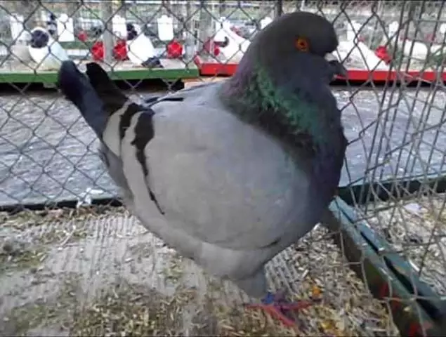 Mga pigeons sa karne: mga dagway, lahi, pagpasanay alang sa karne, litrato ug video 1900_11