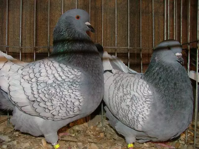 Mga pigeons sa karne: mga dagway, lahi, pagpasanay alang sa karne, litrato ug video 1900_16