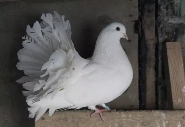 Peacock pigeons: American, Indian, European, Russian, White 1901_6