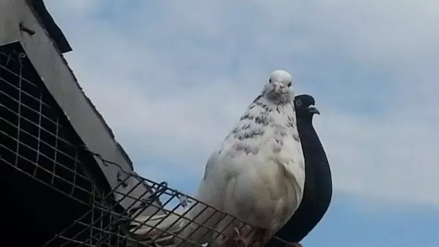 Mga pigeon sa Nikolaev: paglupad, kusog nga paglupad nga pagpasanay sa lahi, video 1903_3