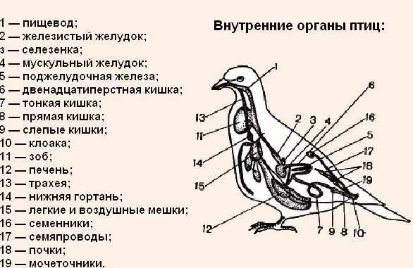 Вертячка у голубів (хвороба Ньюкасла): симптоми, лікування, чи небезпечна для людей 1906_3