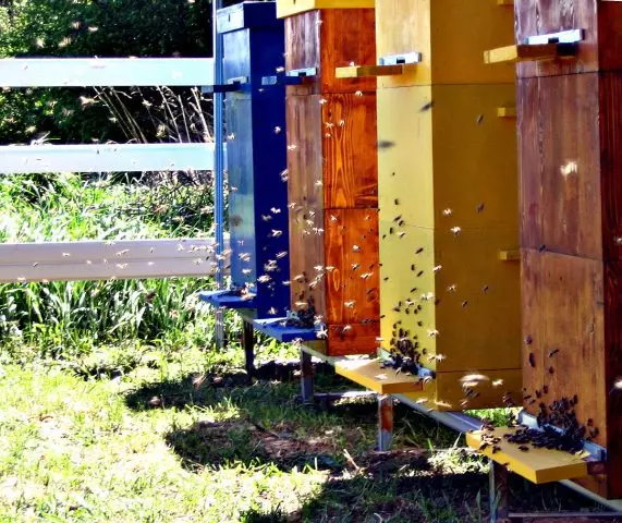 Ley de apicultura: reglas y normas para mantener abejas en asentamientos, en el pueblo, en una parcela personal, reglas para colocar colmenas 1930_11