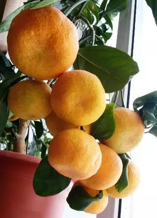 Momwe mungakulire tangerine kuchokera ku nthambi kunyumba