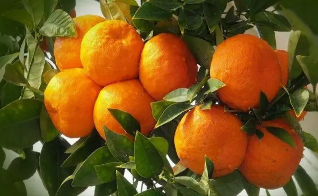 Giunsa ang pagpatubo sa usa ka tangerine gikan sa usa ka sanga sa balay 193_3