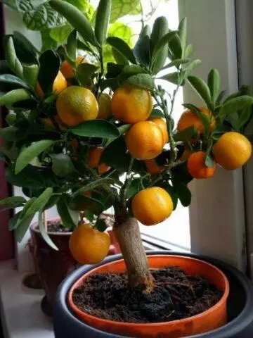 Giunsa ang pagpatubo sa usa ka tangerine gikan sa usa ka sanga sa balay 193_4