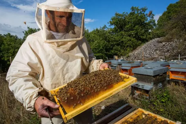 Behandlung vu Bienen am Hierscht: wéi ze behandelen, Präventioun vu Krankheeten, wéi eng Medikamenter ze ginn 1945_1