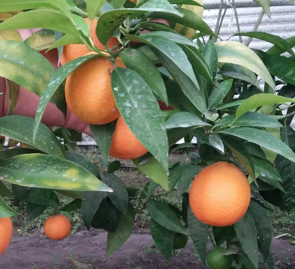 Ibridu ta 'larinġ u tangerine: x'inhu l-isem, ritratt