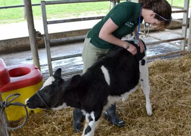 Constipação de bezerros ou vacas: motivos, o que fazer, como tratar 2005_4