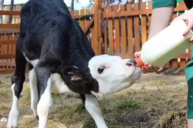 Constipação de bezerros ou vacas: motivos, o que fazer, como tratar 2005_5