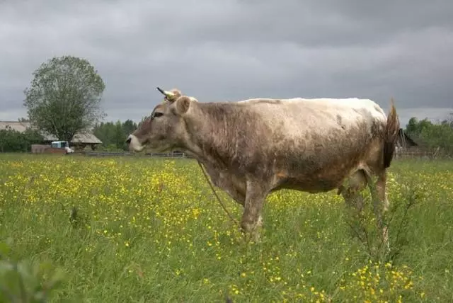 Kostromska pasma krav: značilnosti, fotografije, ocene 2011_1