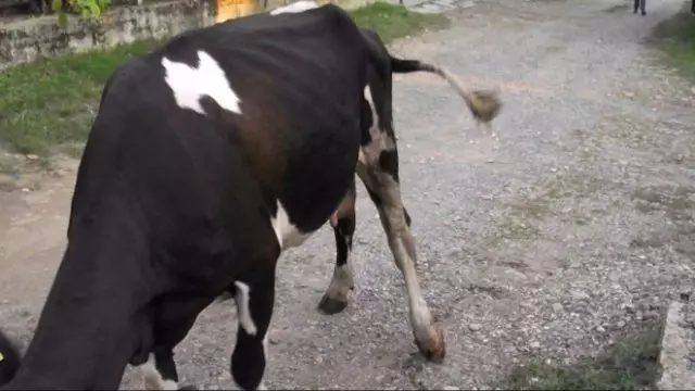 Hoefziekten bij runderen: behandeling, foto's en video's 2014_9