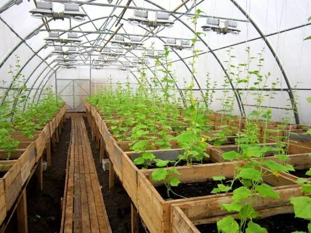 Invernadoiro para o cultivo de pepinos durante todo o ano 2126_1