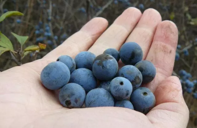 ဆောင်းရာသီအတွက် Seedless blackthorn jam (ယို)၊ ချက်ပြုတ်နည်းများ၊ ချက်ပြုတ်နည်းများ 2183_2