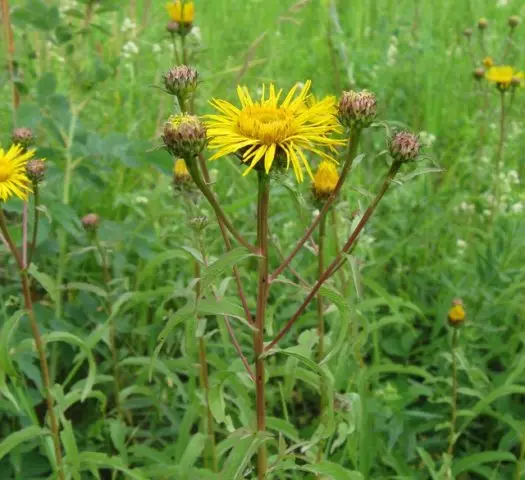 Elecampane (Inula salicina): mishonga yekurapa uye zvinopesana 21_1