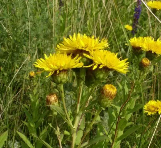 Elecampane (Inula salicina): สรรพคุณทางยาและข้อห้าม 21_2