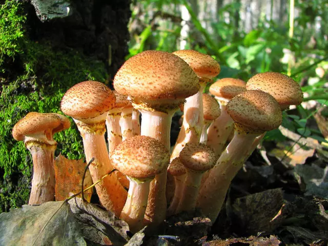 Pies ma honey agarics: fua ma ata i lea laʻasaga, falai, tao, i totonu o se apa, i totonu o le ogaumu, mai le faʻafefeteina, paluga fefete 2299_1