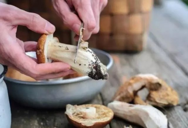 Jamur putih di atas api: cara memasak, resep kebab dengan foto 2326_1