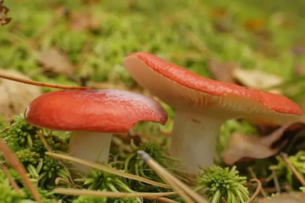 Russula קאַוויאַר: ווי צו מאַכן, רעסאַפּיז פֿאַר די ווינטער מיט פאָטאָס 2330_1