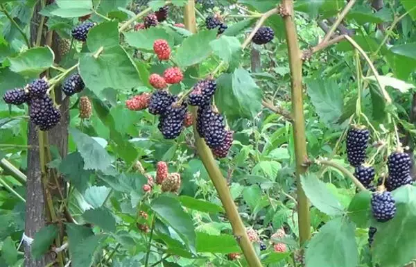 Blackberry Natchez: fjölbreytileikalýsing, myndir, umsagnir, einkenni, gróðursetning og umhirða 235_15