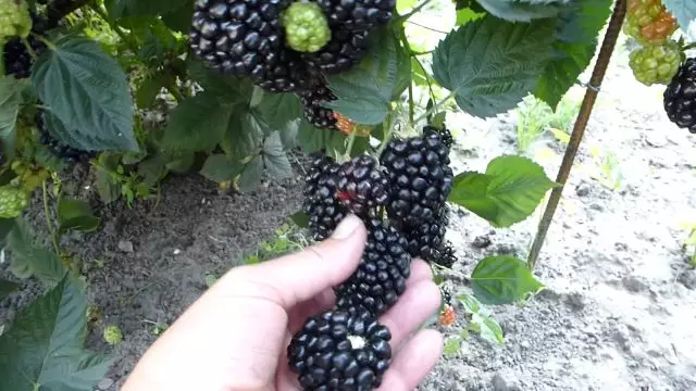 Blackberry Natchez: bayanin iri -iri, hotuna, bita, halaye, dasa da kulawa 235_17