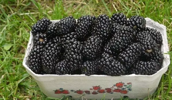 Blackberry Natchez: bayanin iri -iri, hotuna, bita, halaye, dasa da kulawa 235_19