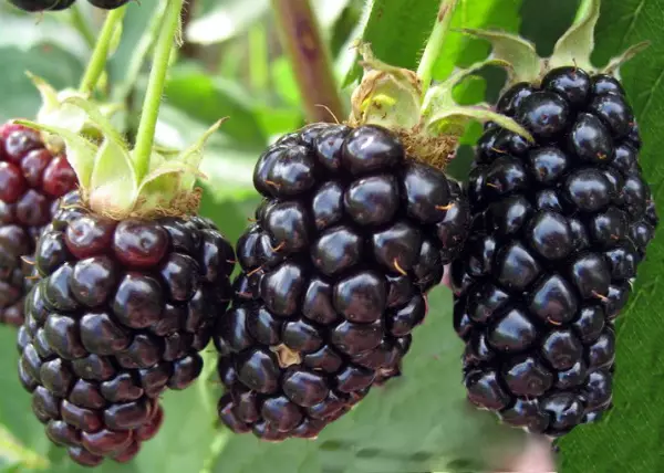 Blackberry Natchez: bayanin iri -iri, hotuna, bita, halaye, dasa da kulawa 235_4