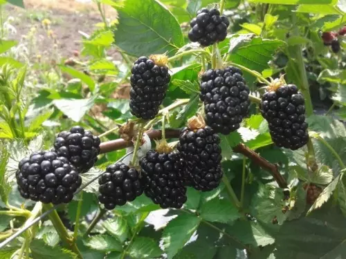 Blackberry Natchez: tuairisc ar éagsúlacht, grianghraif, léirmheasanna, tréithe, plandáil agus cúram 235_5