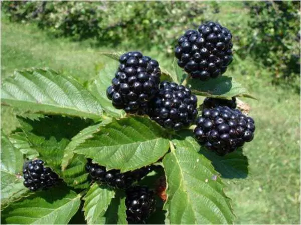 Blackberry Natchez: bayanin iri -iri, hotuna, bita, halaye, dasa da kulawa 235_7