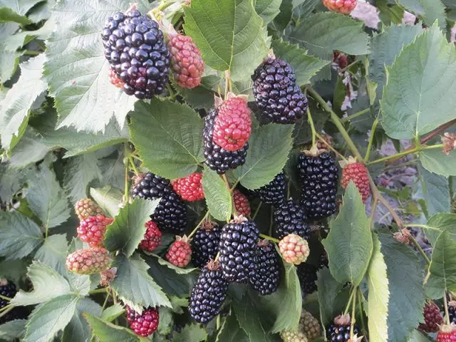 Blackberry Natchez: bayanin iri -iri, hotuna, bita, halaye, dasa da kulawa 235_9