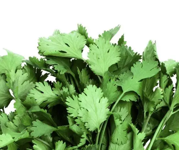 ¿Es posible congelar el cilantro para el invierno? 2376_12