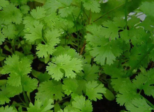 ¿Es posible congelar el cilantro para el invierno? 2376_7