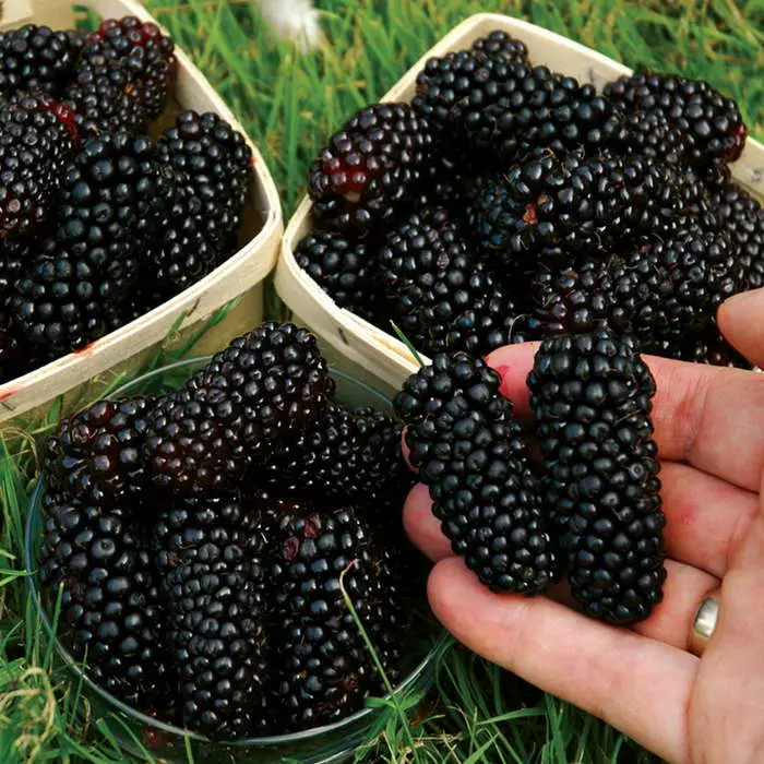 Blackberry Karaka Black: deskripsi varietas, foto, ulasan, karakteristik, penanaman, dan perawatan 237_1