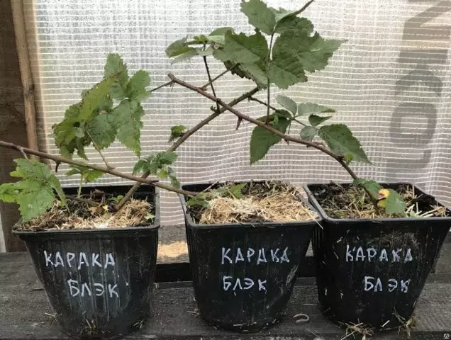 Blackberry Karaka Nhema: dzakasiyana tsananguro, mapikicha, ongororo, hunhu, kudyara nekutarisira 237_13