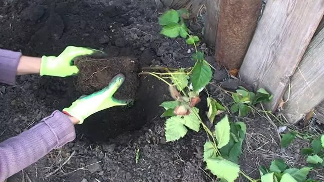 Ажына Карака Блэк: апісанне гатунку, фота, водгукі, характарыстыка, пасадка і догляд 237_14