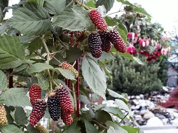 Blackberry Karaka Nhema: dzakasiyana tsananguro, mapikicha, ongororo, hunhu, kudyara nekutarisira 237_2